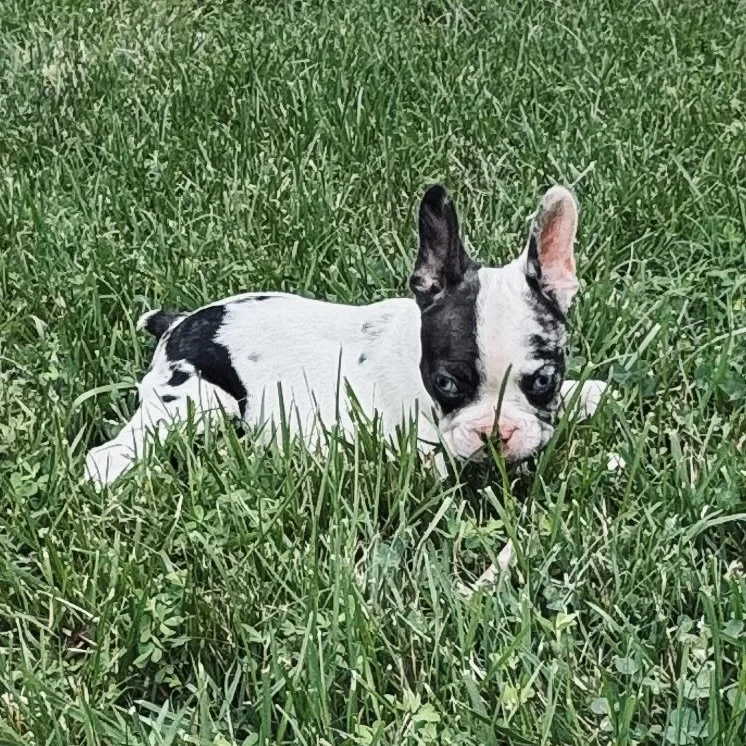General 2 — Pure Frenchie Gen