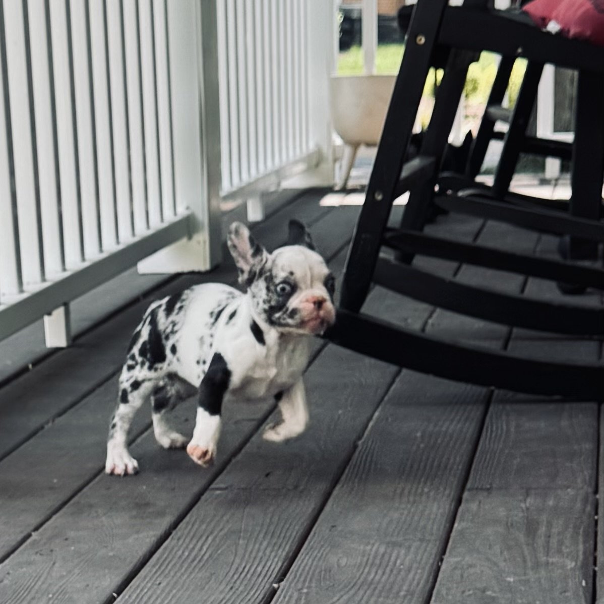 General 2 — Pure Frenchie Gen