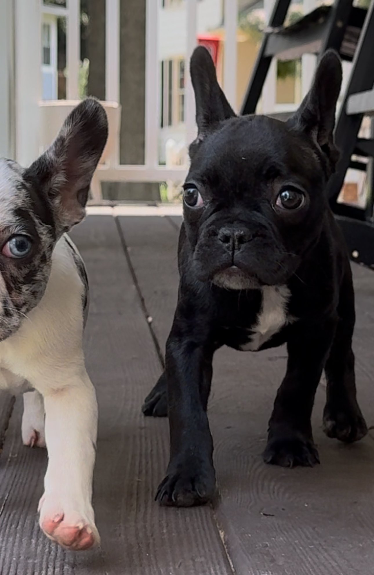 General 2 — Pure Frenchie Gen