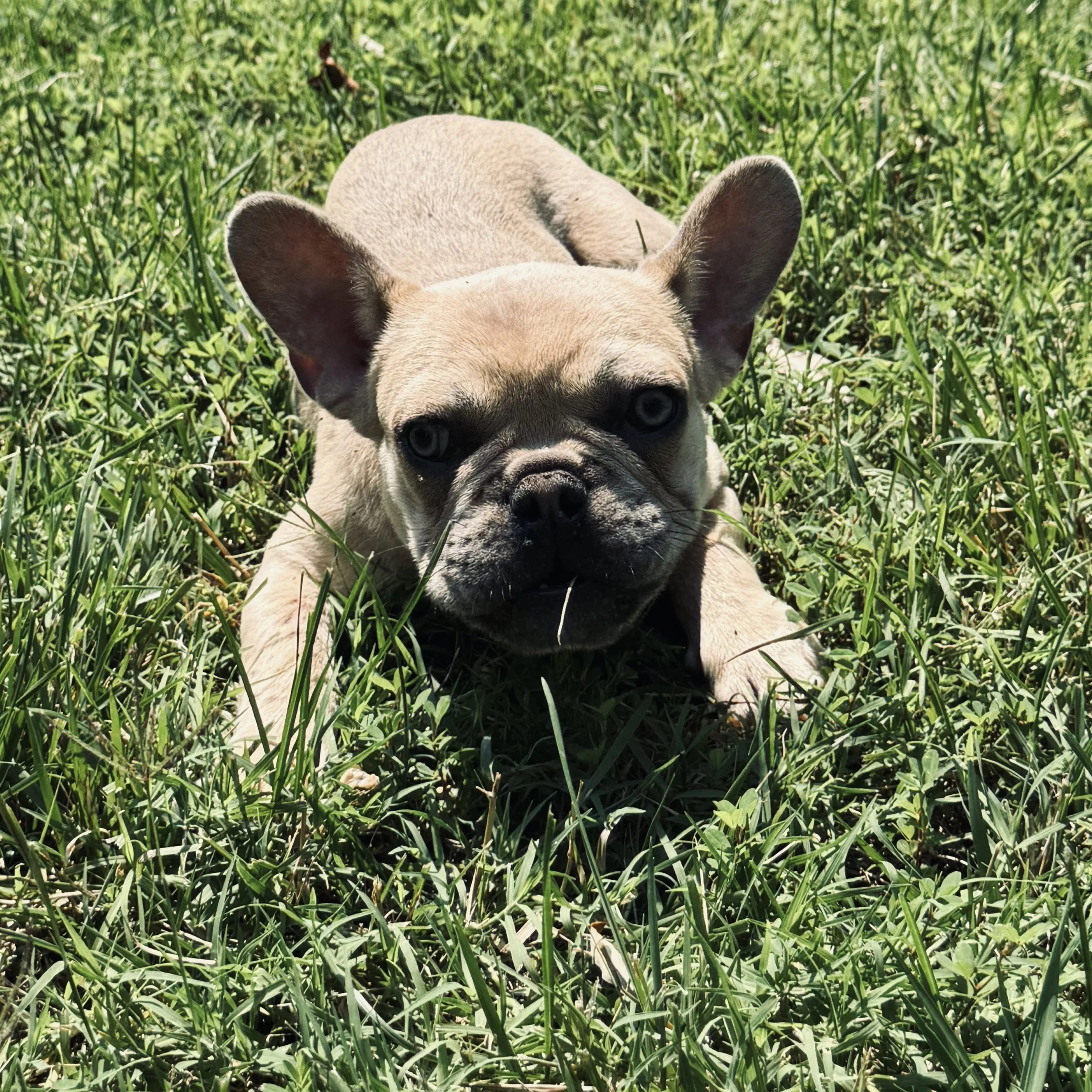 General 2 — Pure Frenchie Gen