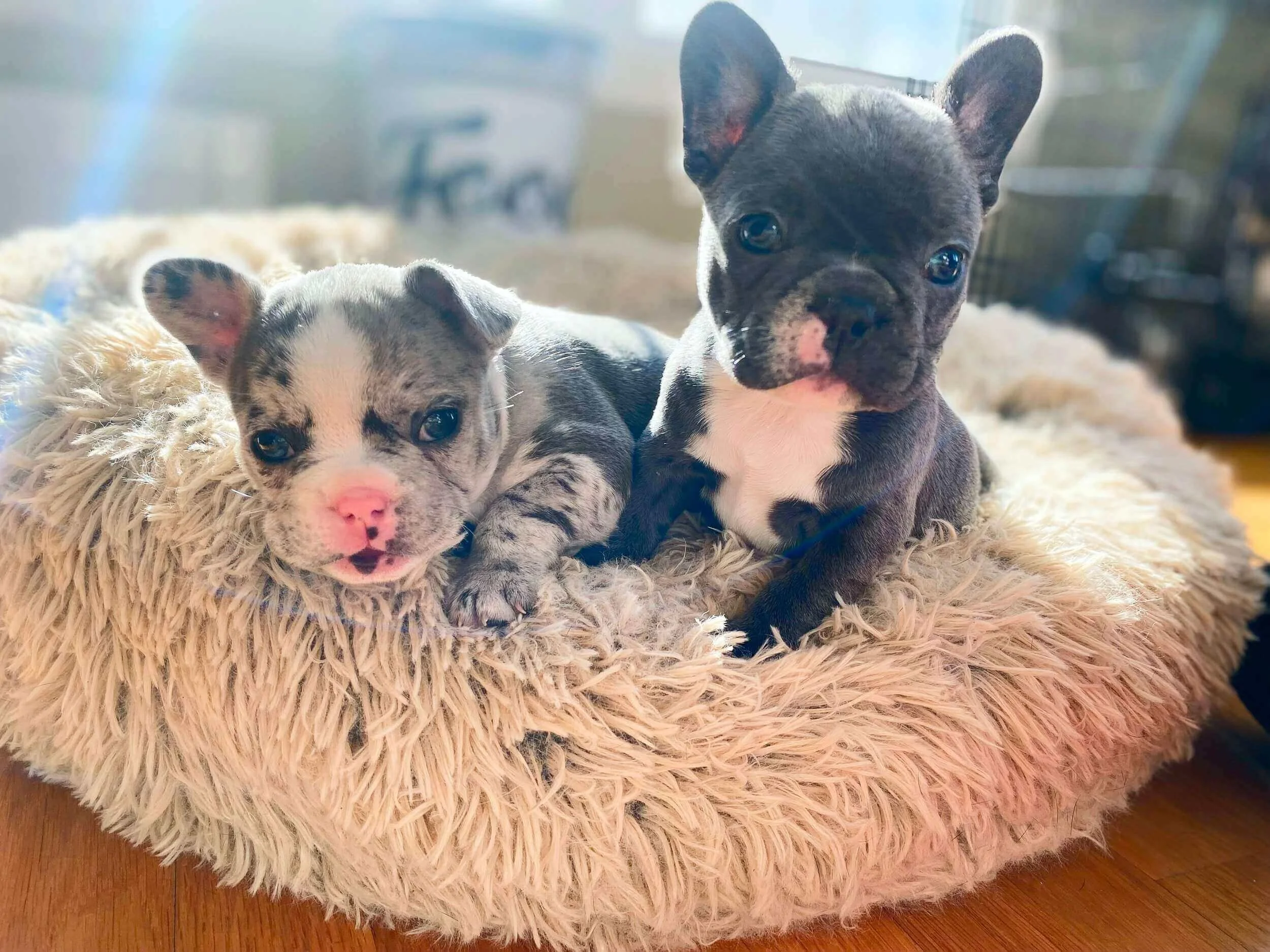 General 2 — Pure Frenchie Gen