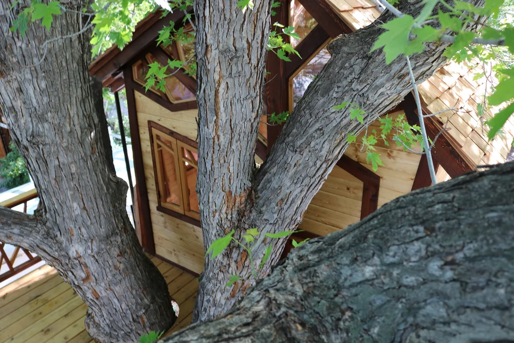 Silver Maple — Treecraft Design-Build Custom Treehouses