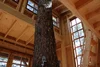 Conifer — Treecraft Design-Build Custom Treehouses