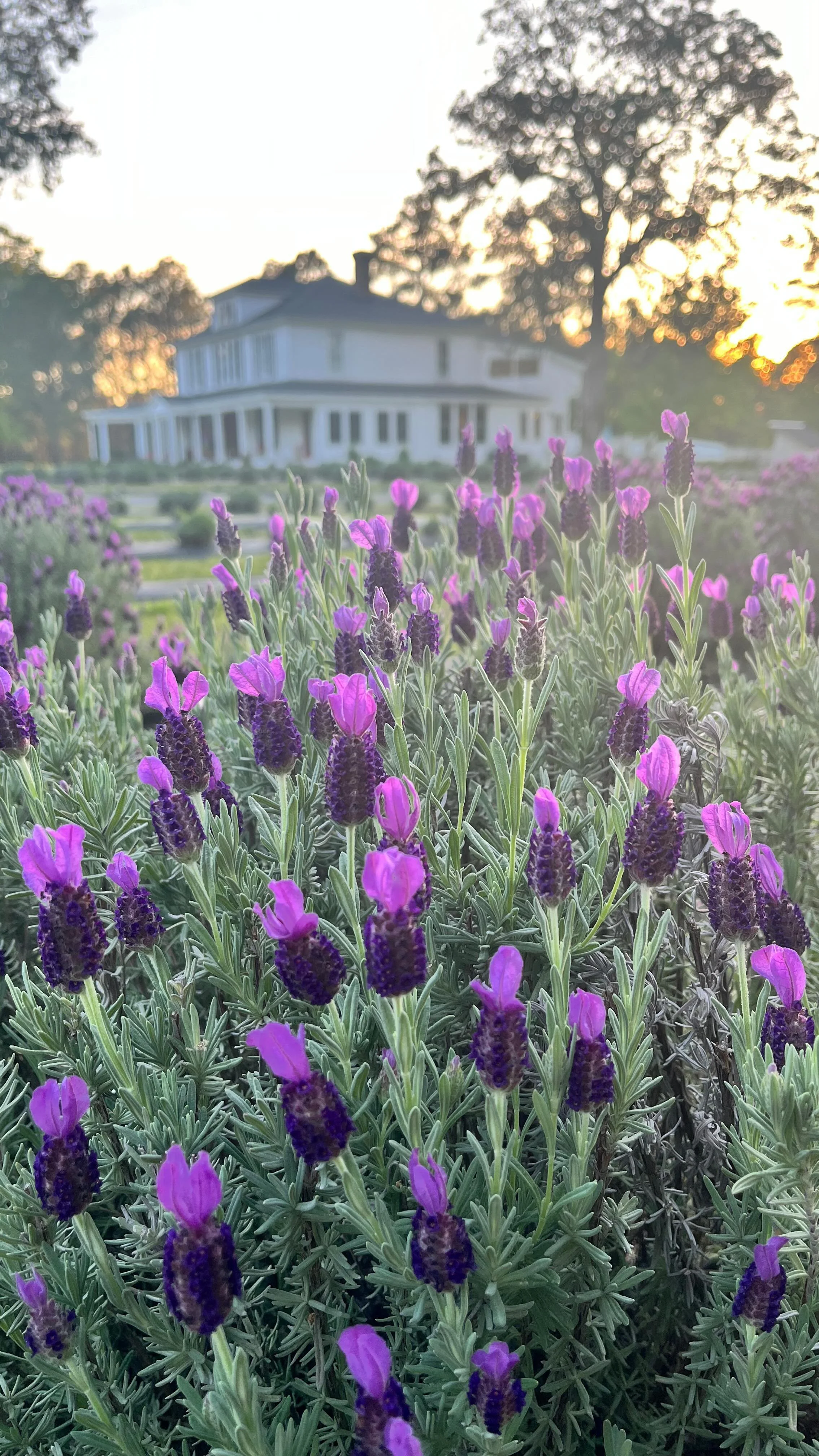 Lazy Fox Lavender Farm