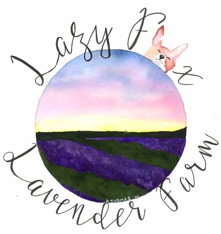 Lazy Fox Lavender Farm
