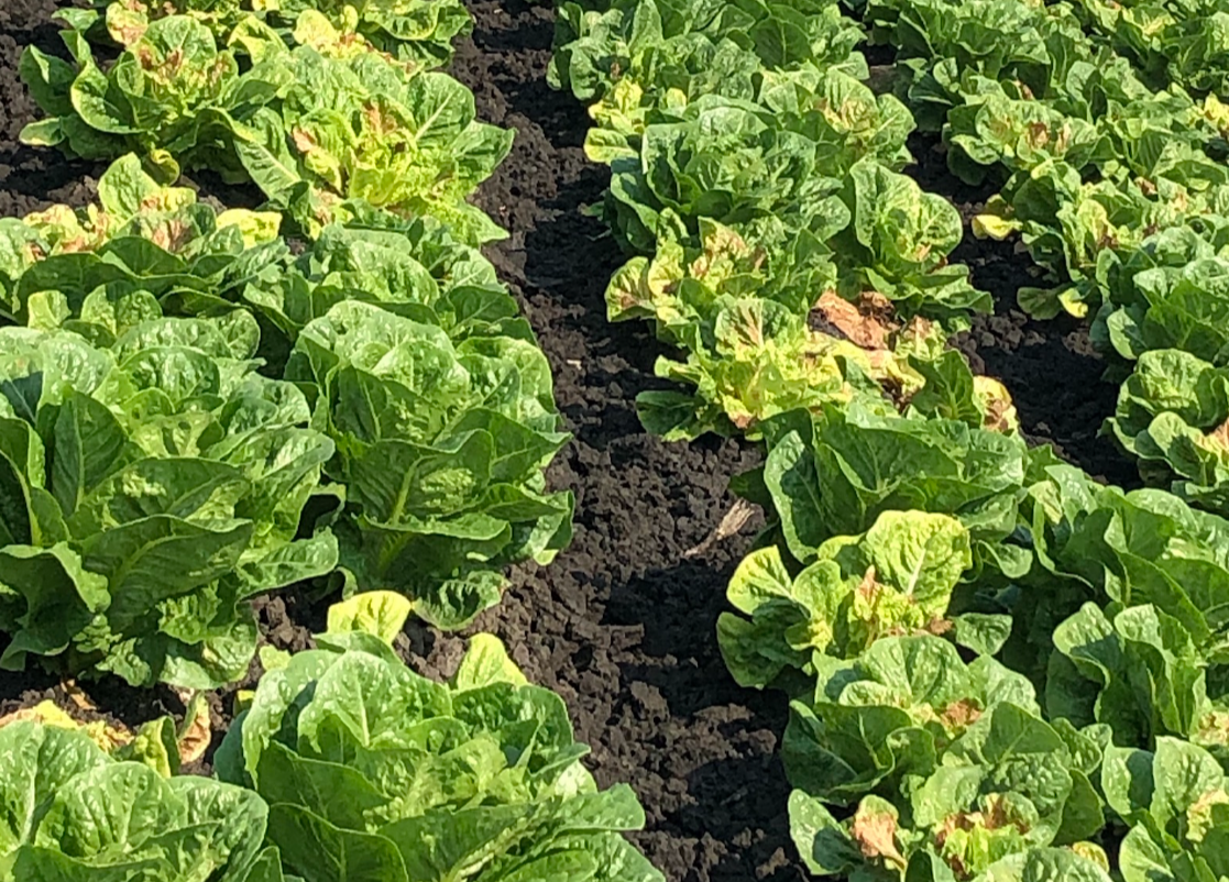 LABOR DAY HEAT WAVE IMPACT — Earl's Organic Produce