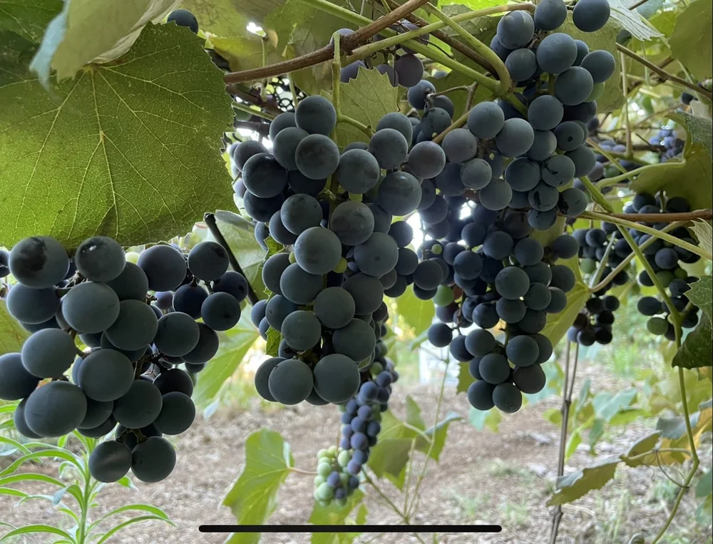 HEINKE CONCORD GRAPES ARE SPECIAL — Earl's Organic Produce
