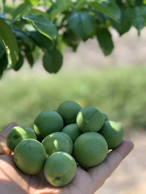 UME JAPANESE PLUMS — Earl's Organic Produce