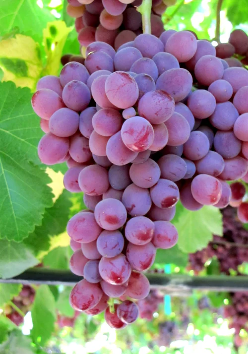 CANDY SNAP GRAPES — Earl's Organic Produce