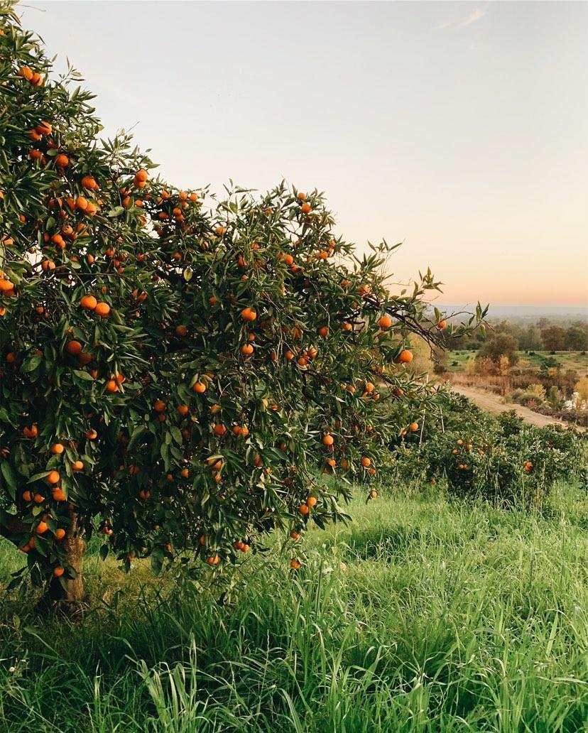 Inspiring Passion For Produce — Earl's Organic Produce