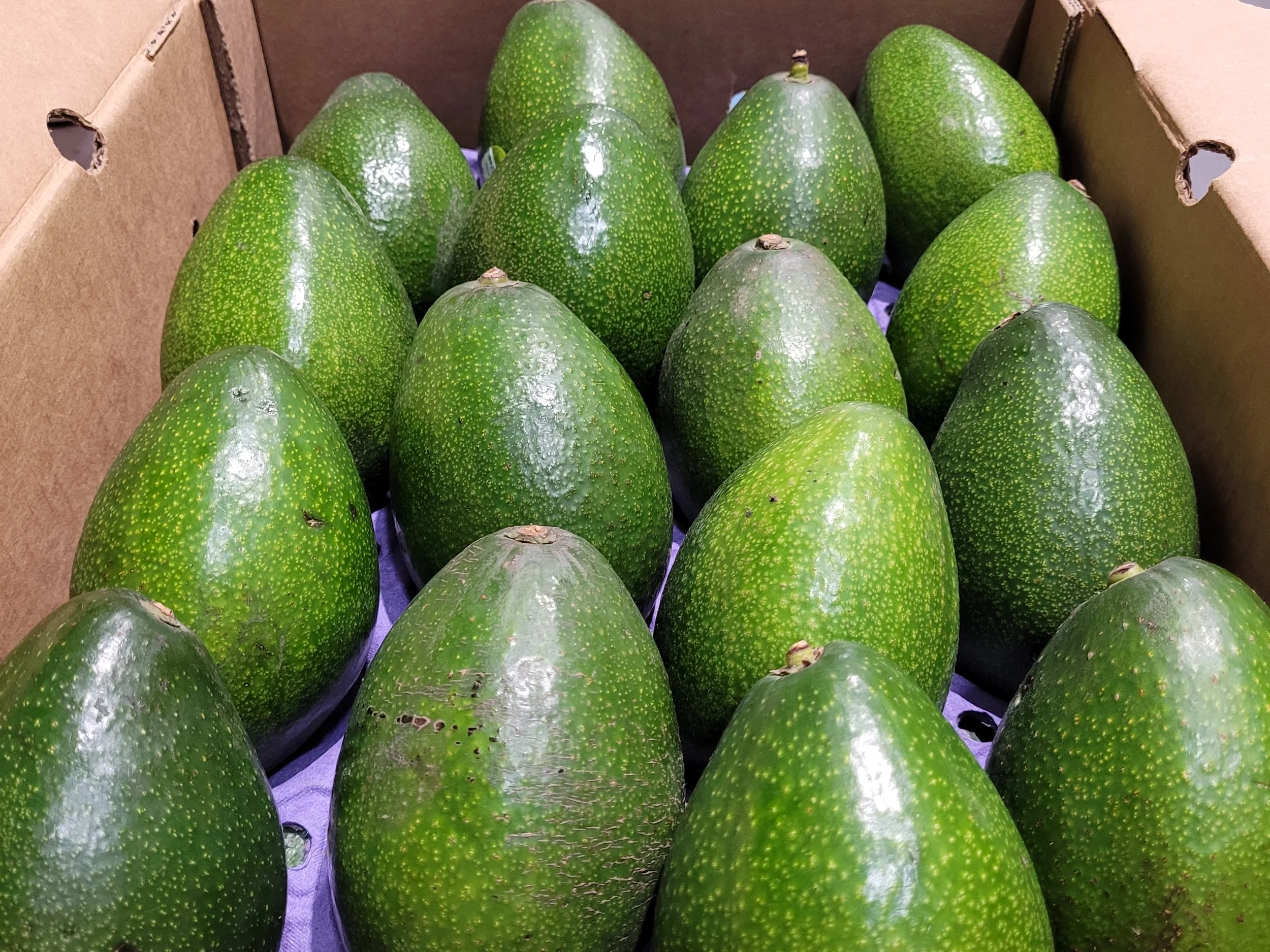 CALIFORNIA WINTER AVOCADOS — Earl's Organic Produce