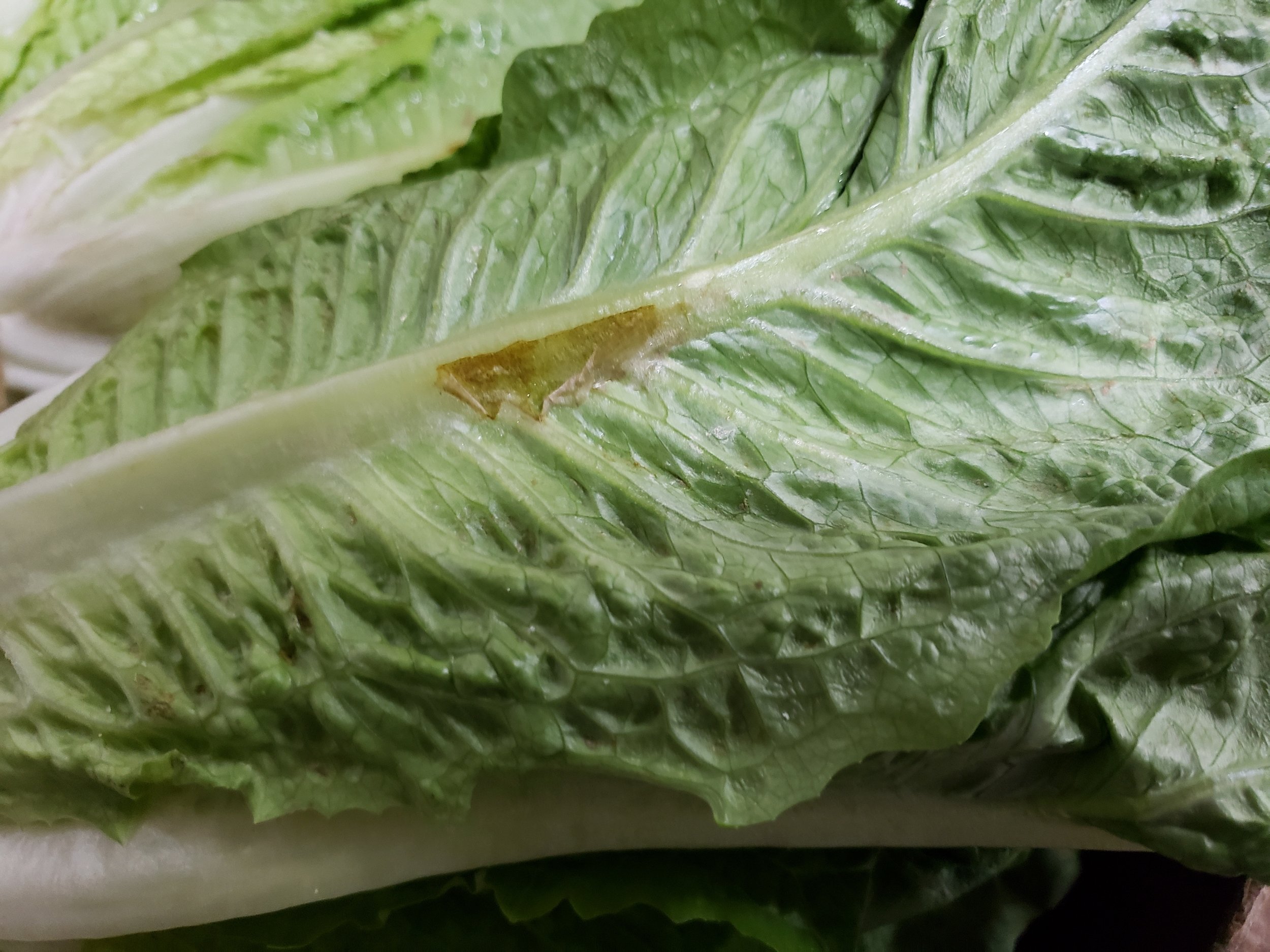 FREEZING COLD WEATHER CHALLENGES — Earl's Organic Produce