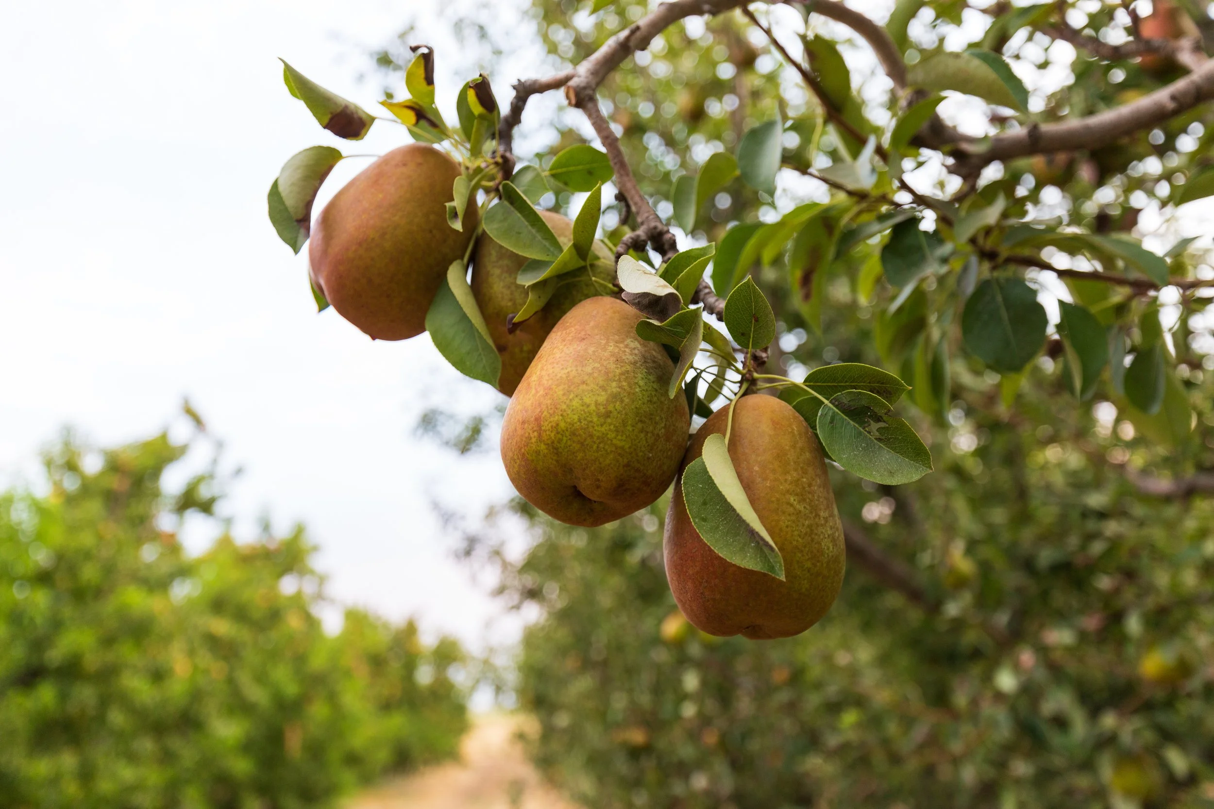 WARREN PEAR — Earl's Organic Produce