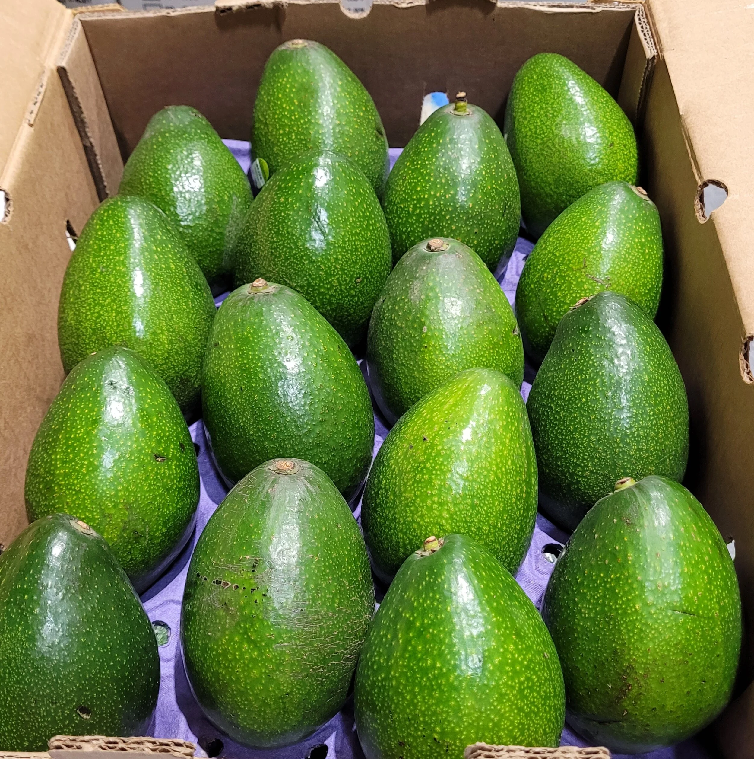 BACON AVOCADOS — Earl's Organic Produce