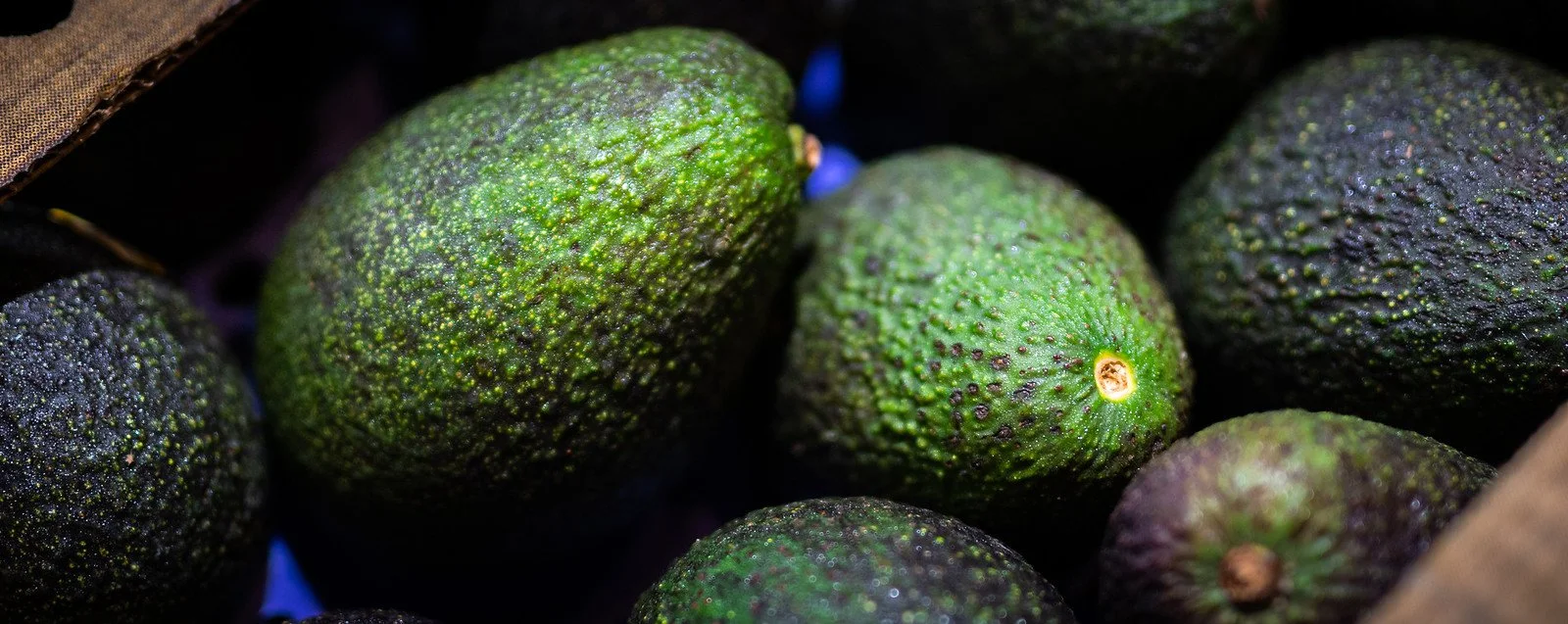 CALIFORNIA AVOCADO SEASON STARTS IN SAN DIEGO — Earl's Organic Produce