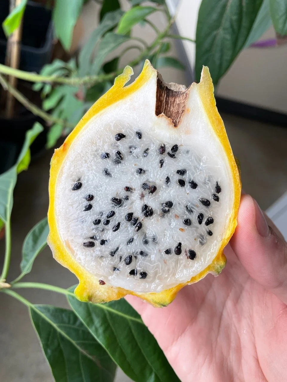 Yellow Color Dragon Fruit