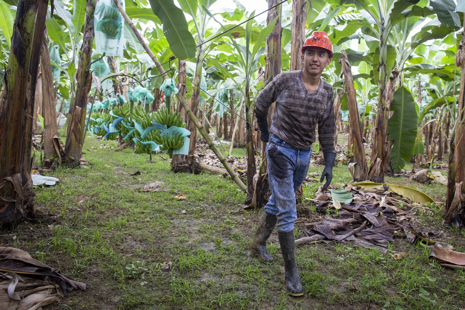 MARCH IS EQUAL EXCHANGE FAIR TRADE BANANA MONTH — Earl's Organic Produce