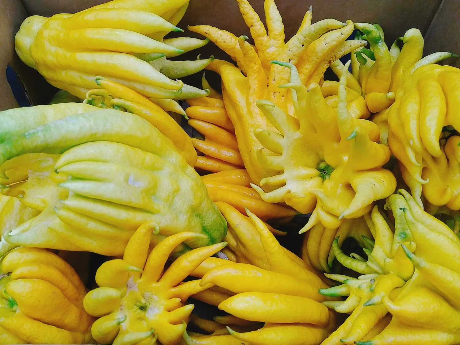 BUDDHA HAND — Earl's Organic Produce