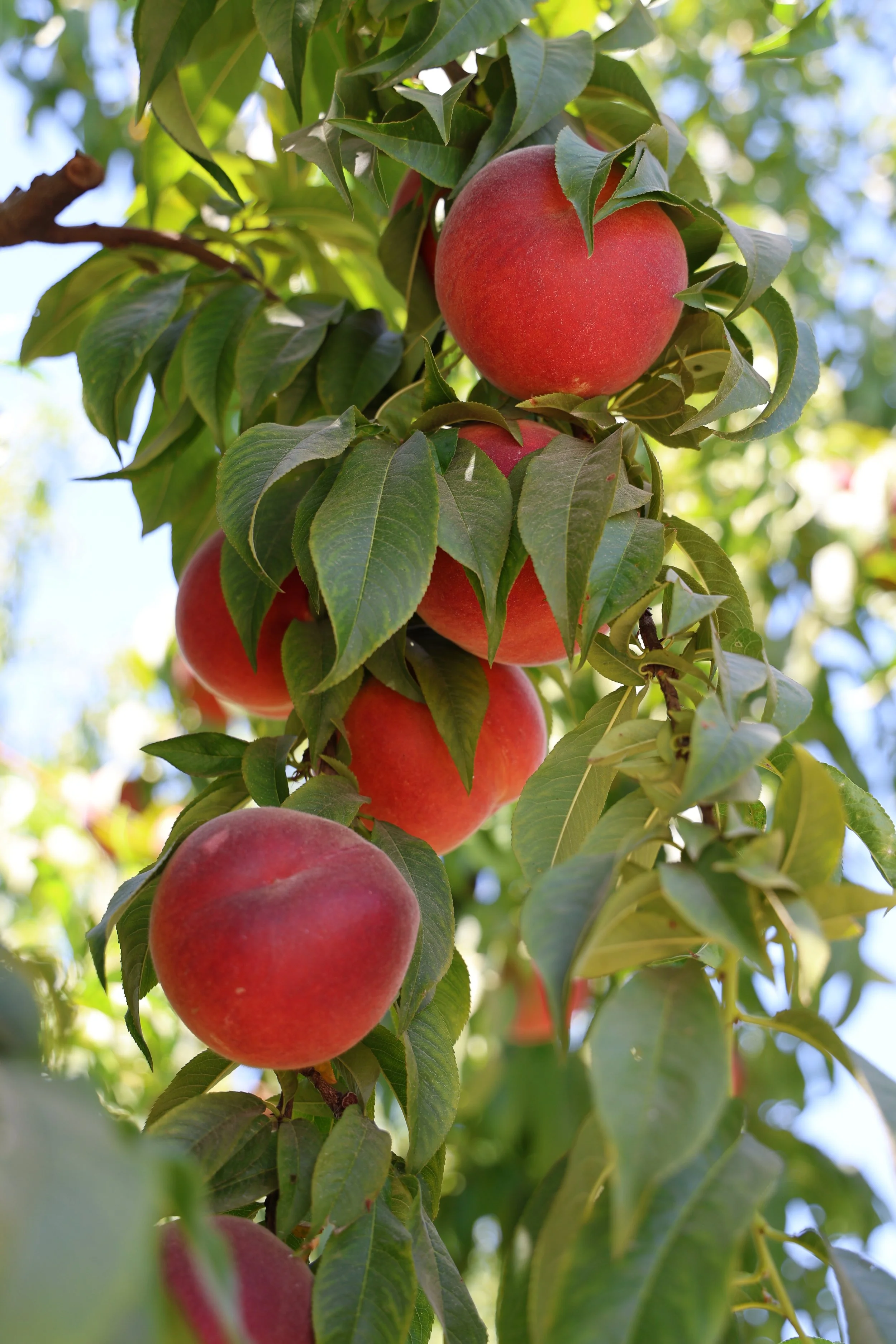 Earl's Organic Produce