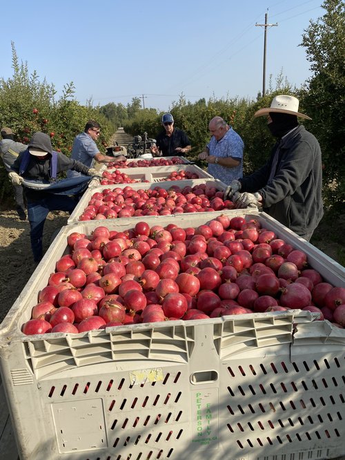 CALIFORNIA GROWN POMEGRANATES — Earl's Organic Produce