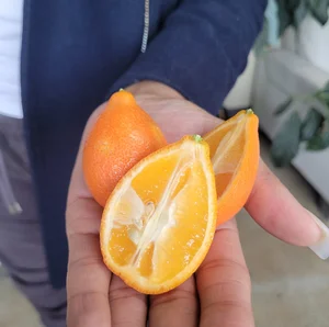 MANDARINQUAT — Earl's Organic Produce