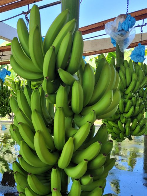 Fair Trade Banana Marketing Kit — Earl's Organic Produce