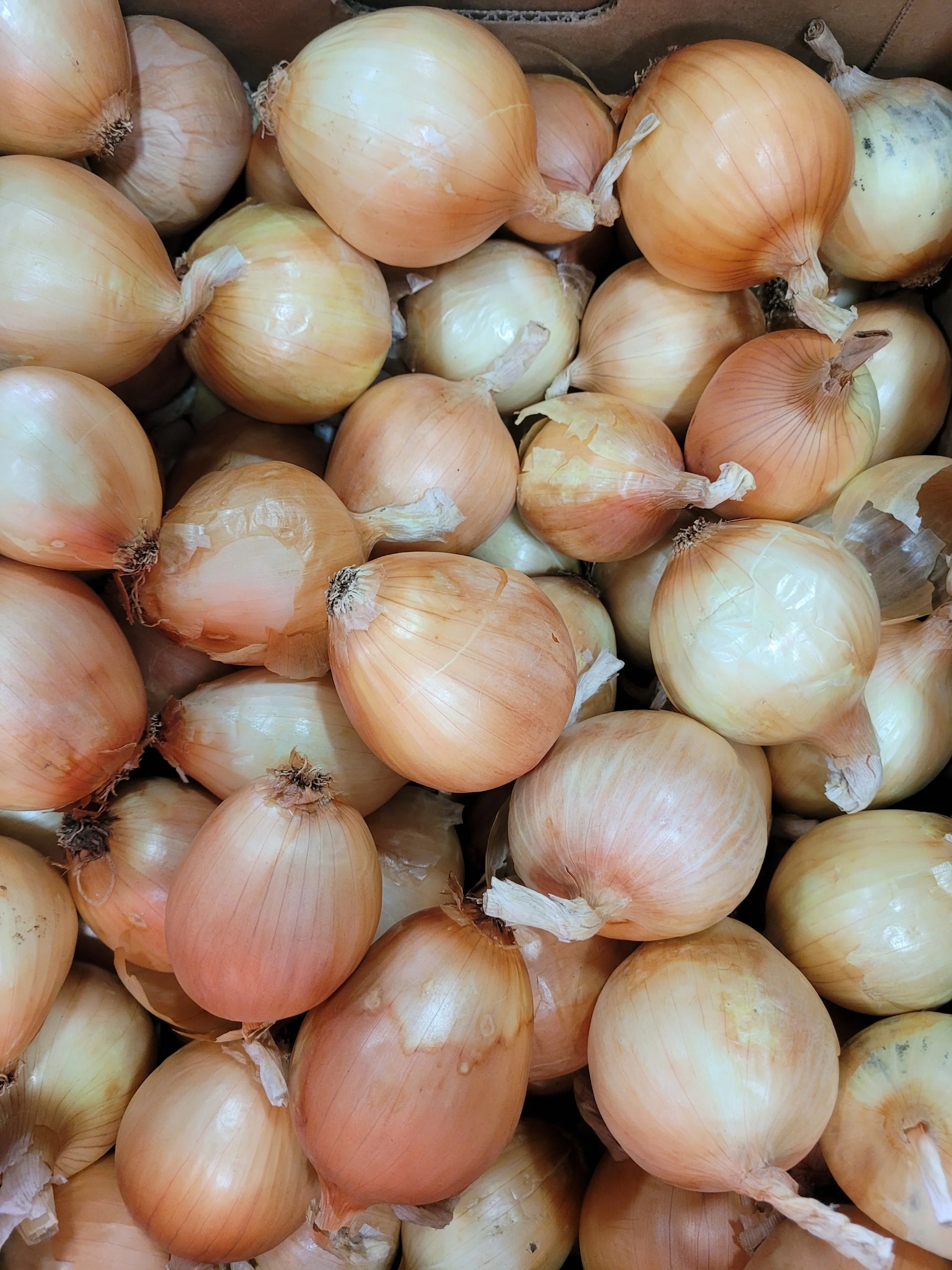 ONION SEASONALITY — Earl's Organic Produce