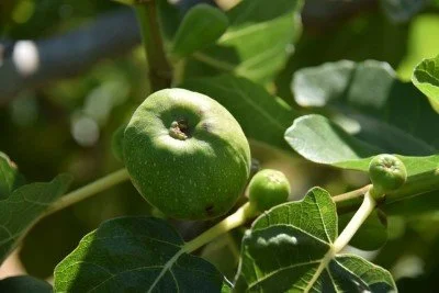 BREBA FIG CROP — Earl's Organic Produce