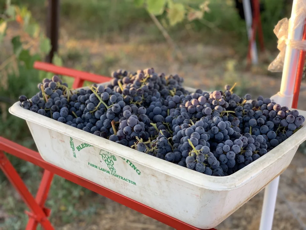 CALIFORNIA GRAPES ARE IN FULL SWING — Earl's Organic Produce