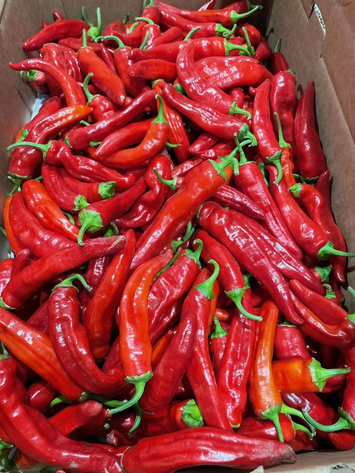 JIMMY NARDELLO SWEET FRYING PEPPERS — Earl's Organic Produce