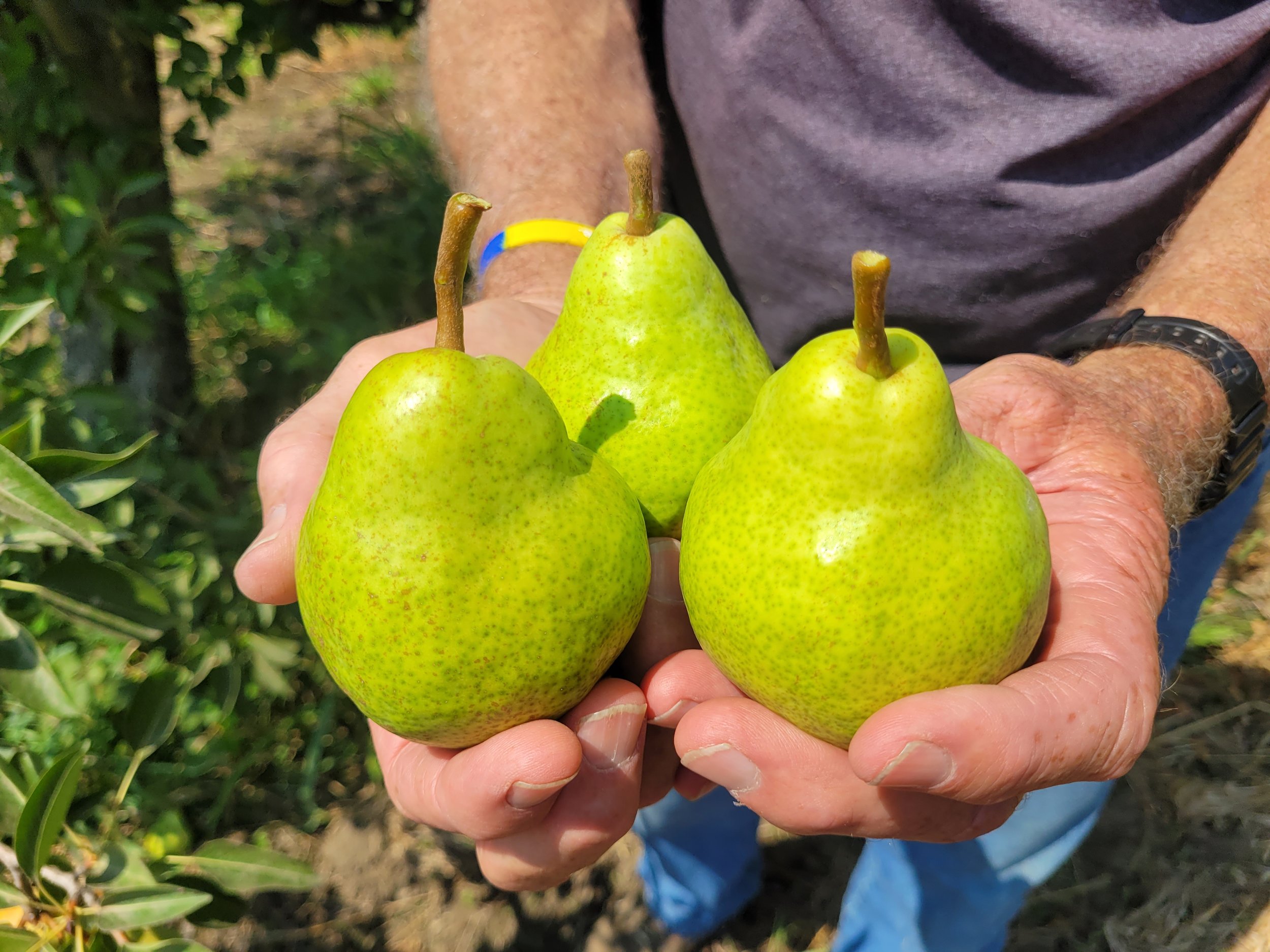 TODD FAMILY FARMS BARTLETT PEARS — Earl's Organic Produce