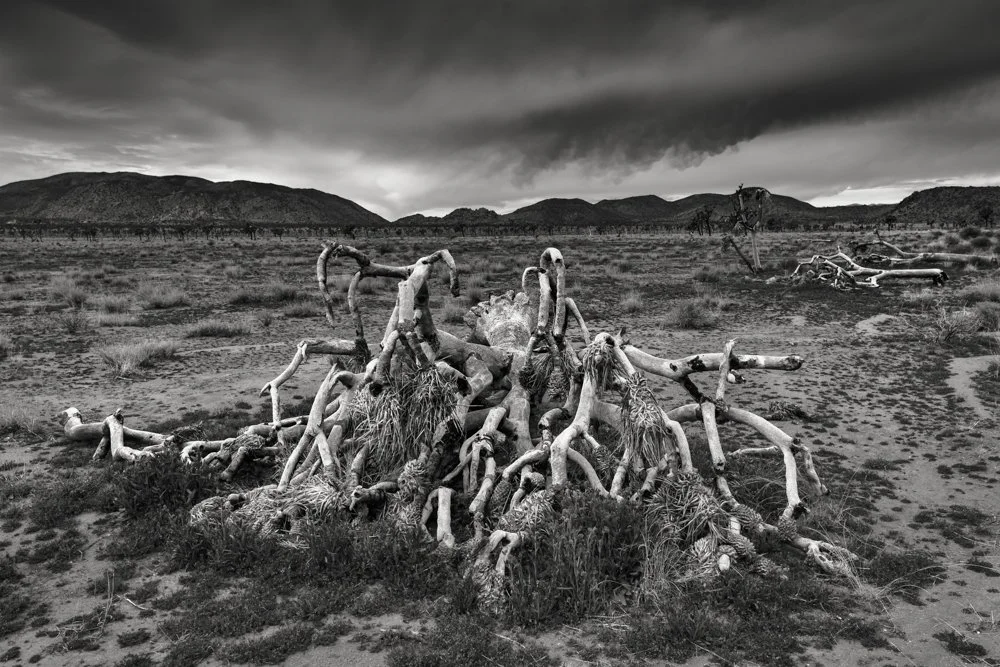 …for I stood up — JWSmithPhotography