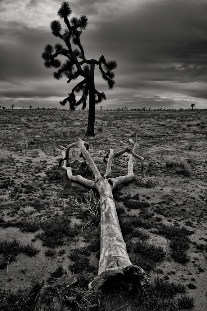 …for I stood up — JWSmithPhotography