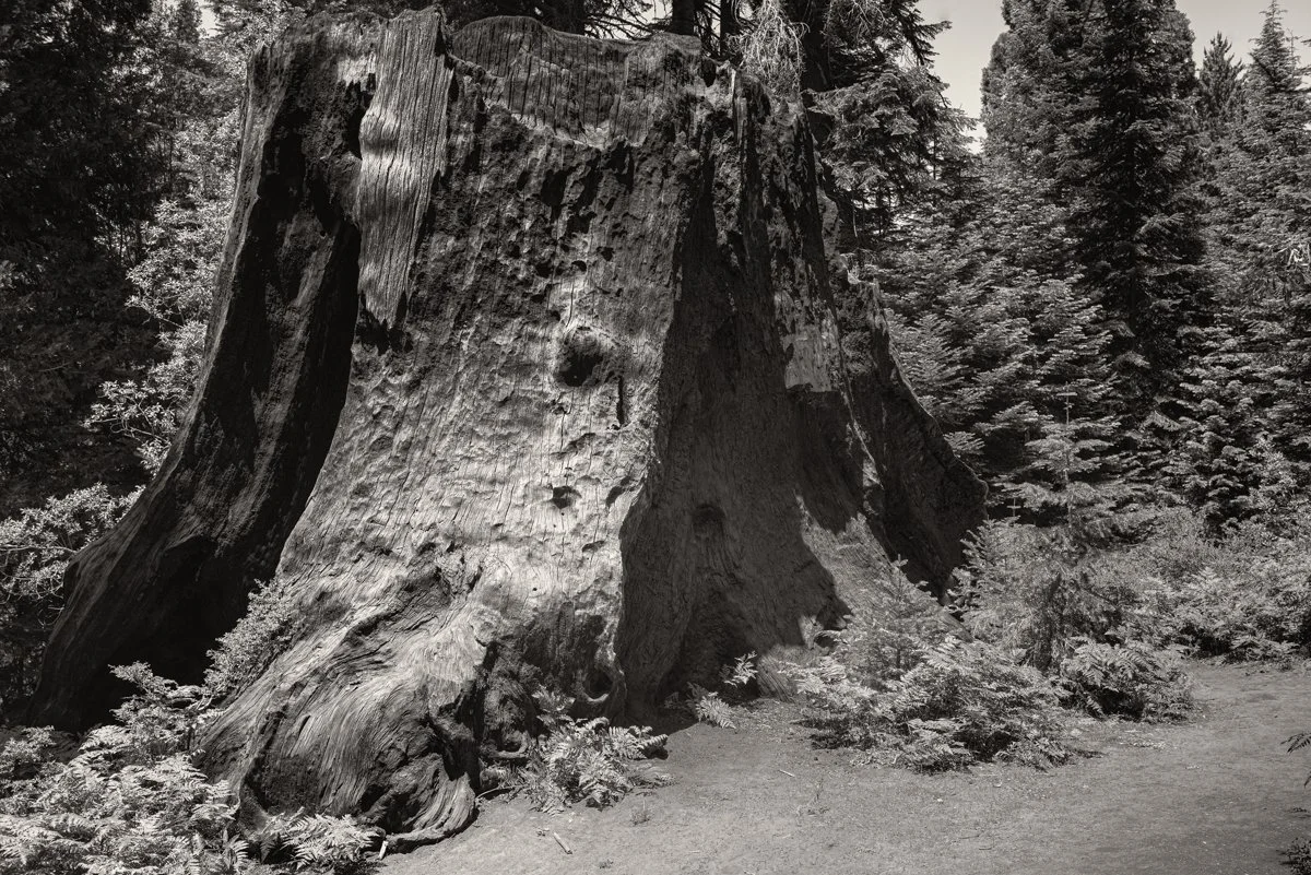 A Magnificent Stump (July 2013) — JWSmithPhotography