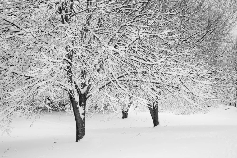 Snow Day — JWSmithPhotography