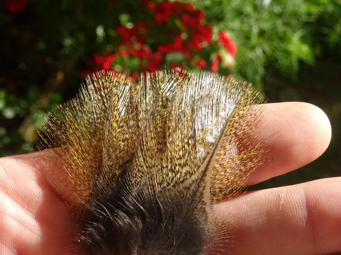 Coq de Leon Feathers Indios — FLY TYING ED MADRIGAL