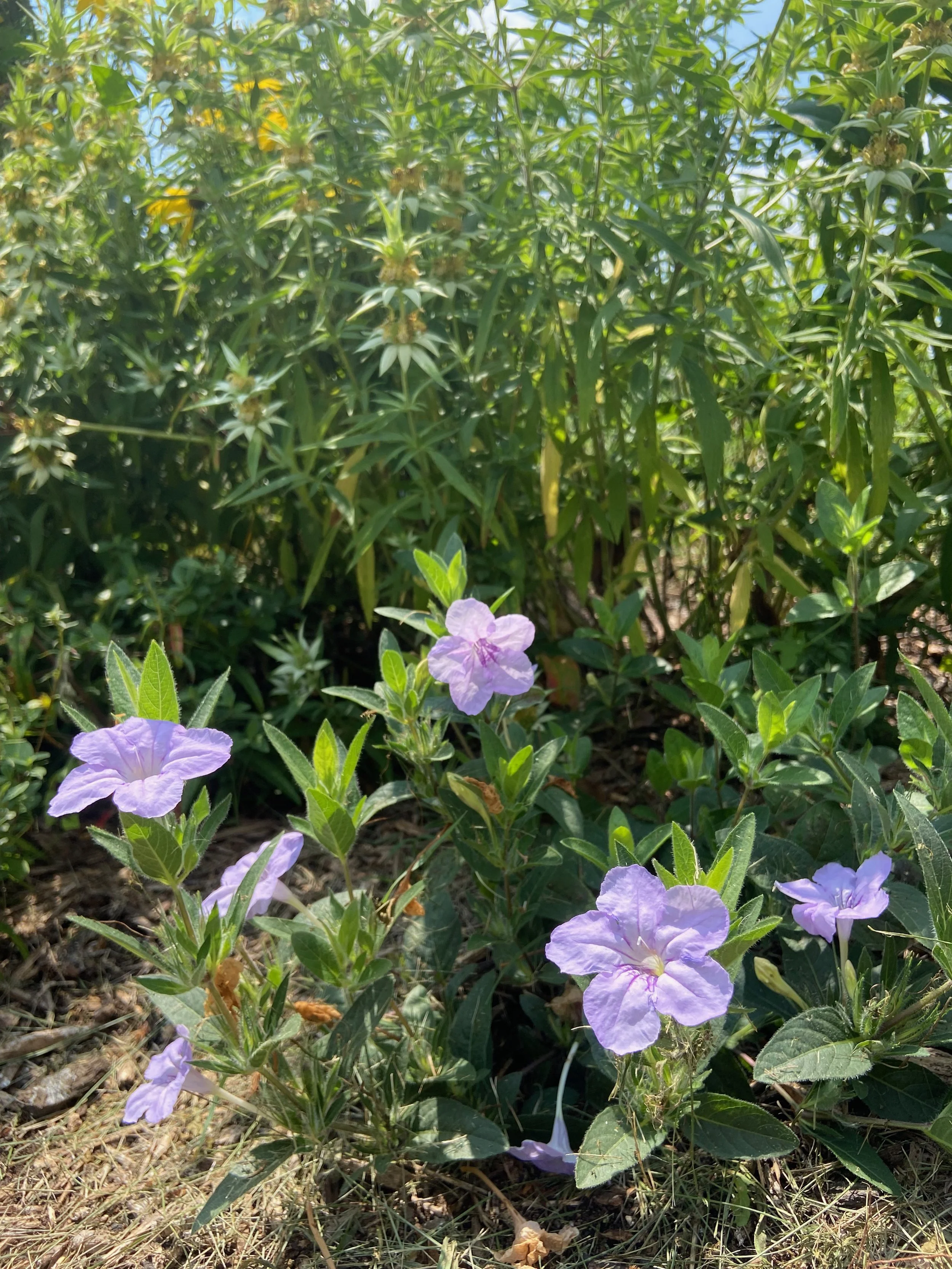 Calendar — City Roots Nursery