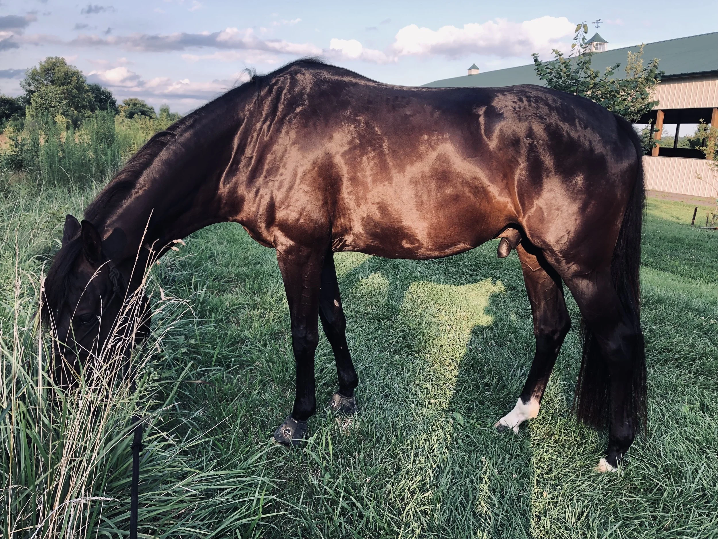 Platinum Performance Review: Horse Supplements Worth the Price?