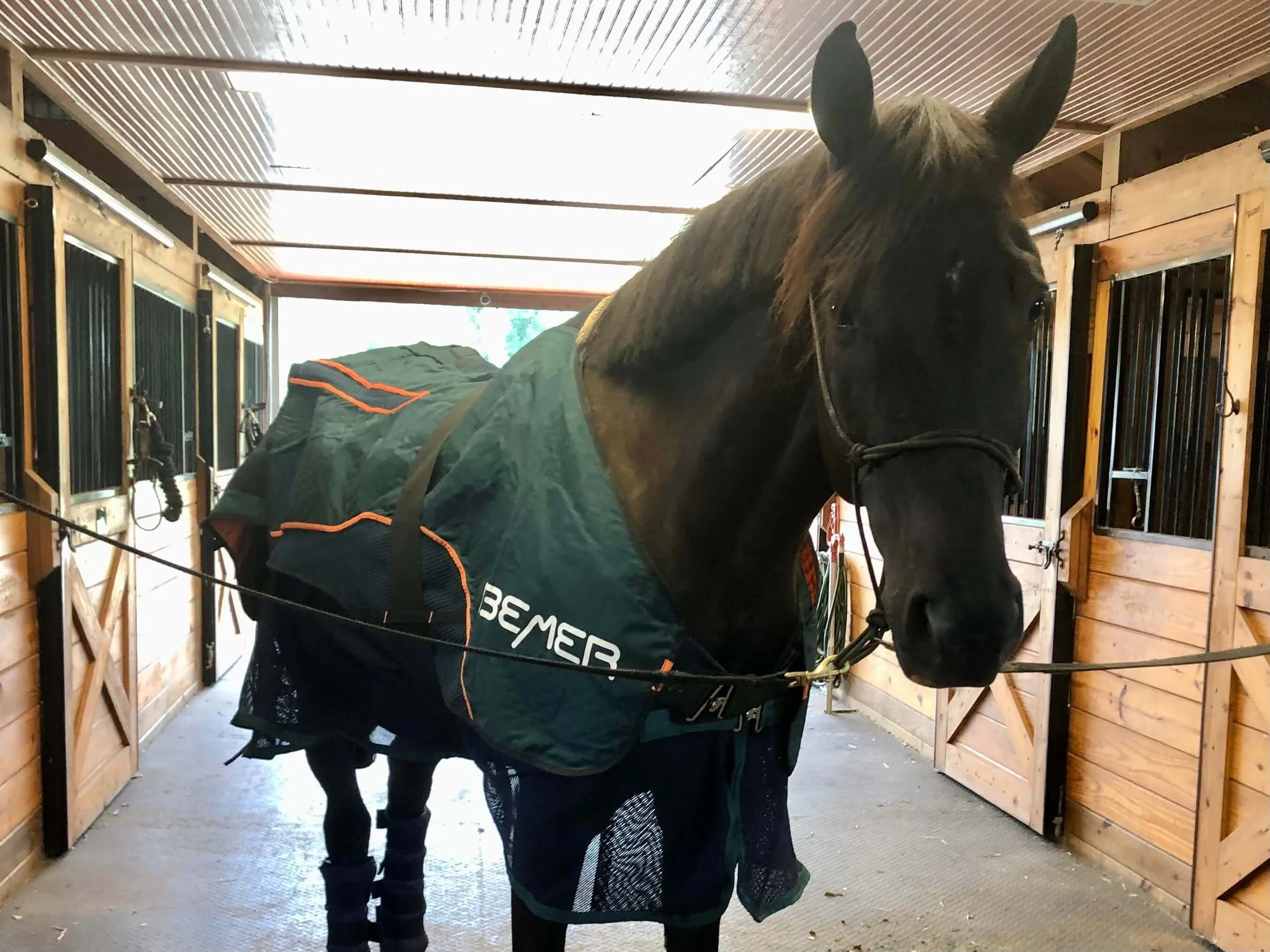 Bemer Blanket Review: Effects of Bemer Therapy for Horses