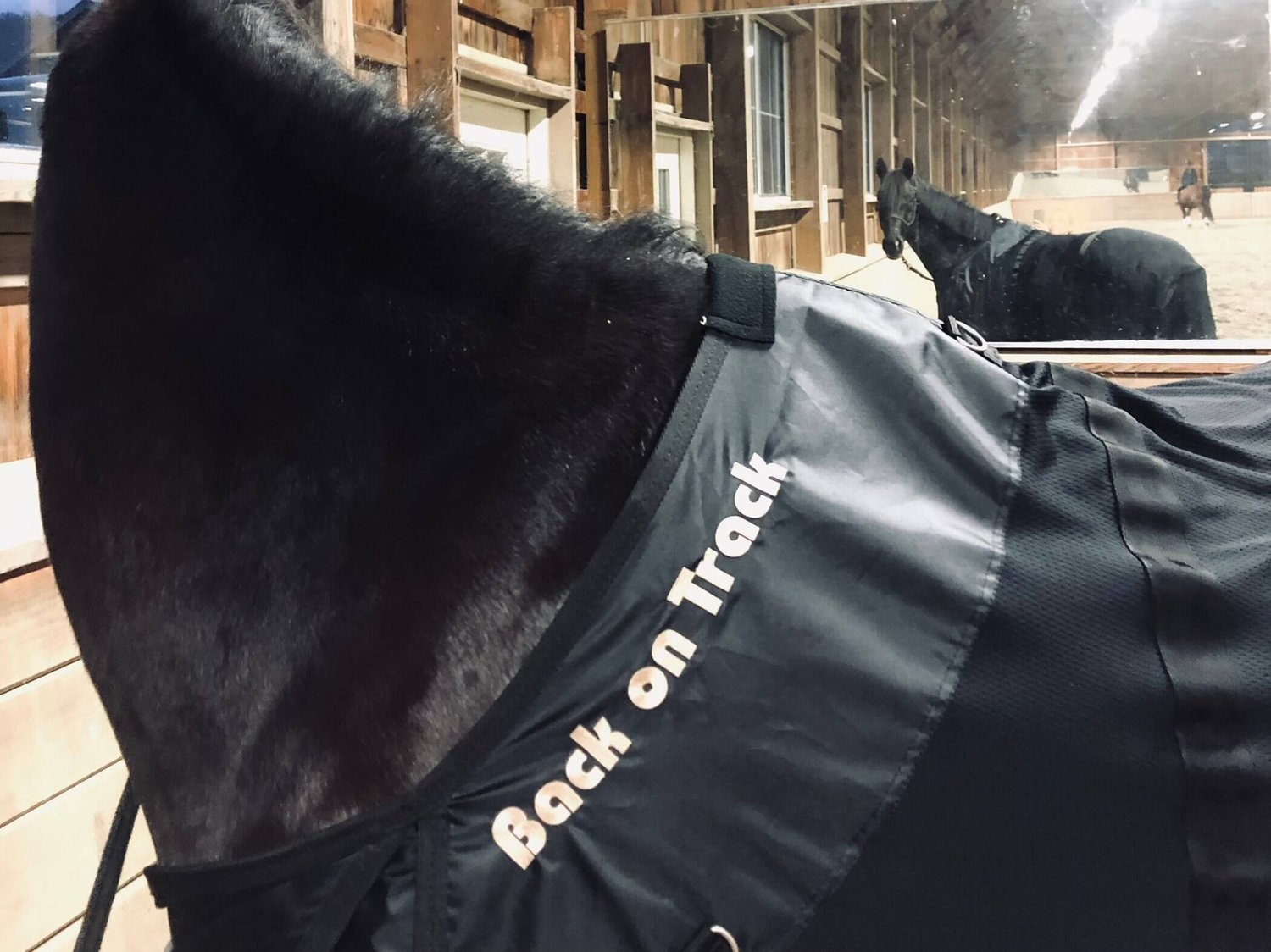 Back on Track Review: How Back on Track Equine Products Work