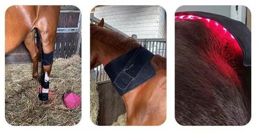 Equine Red Light Therapy — Bow's Barn - Purchase Portable Horse Stables ...