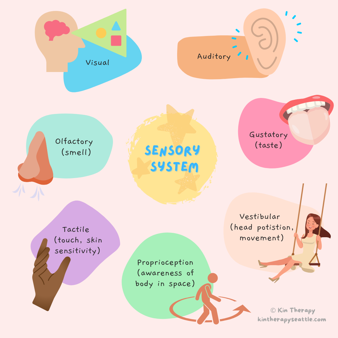 Hidden Senses: Vestibular & Proprioceptive Systems — Kin Therapy