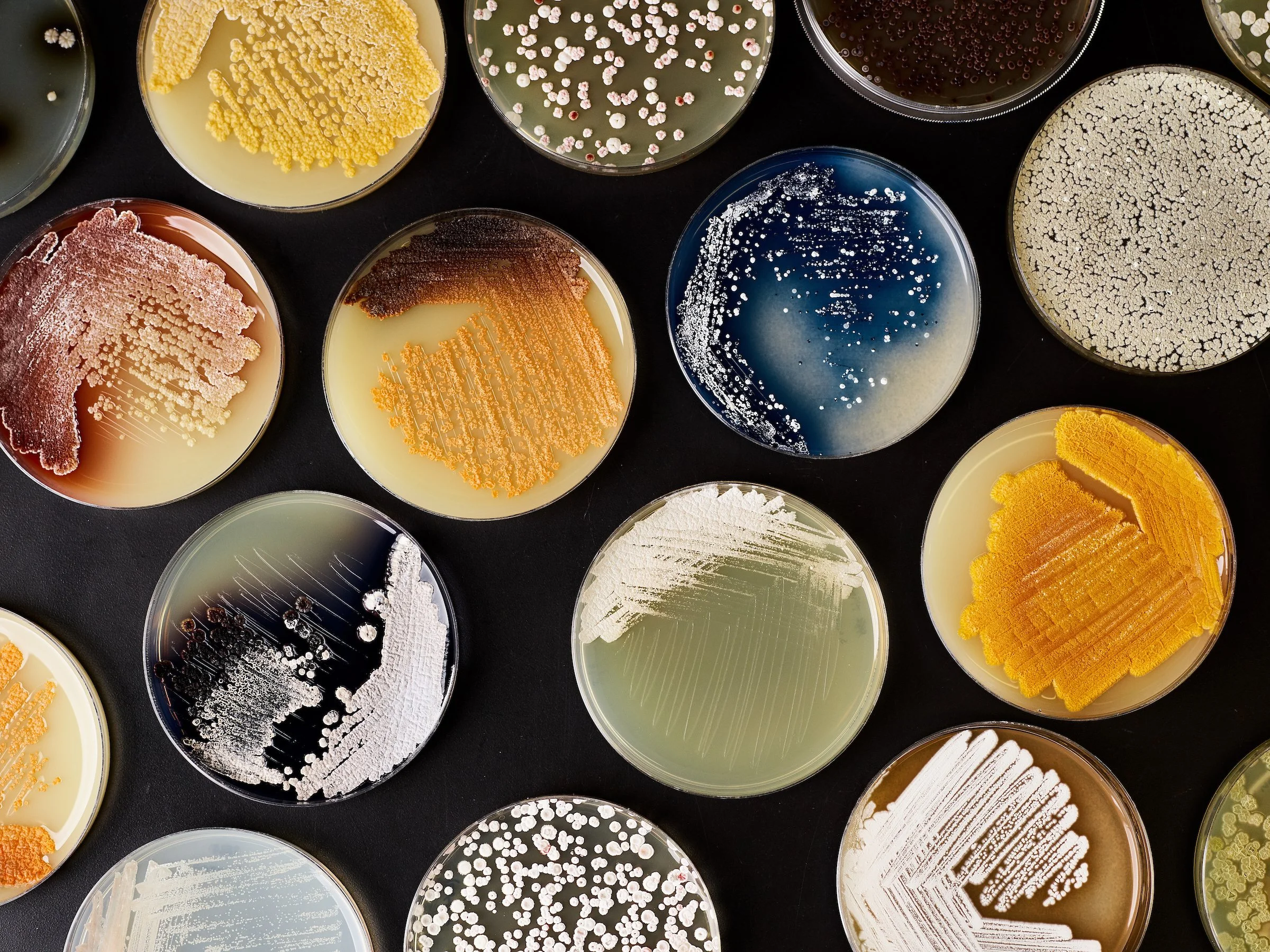 Bioindustrial Manufacturing — BioMADE