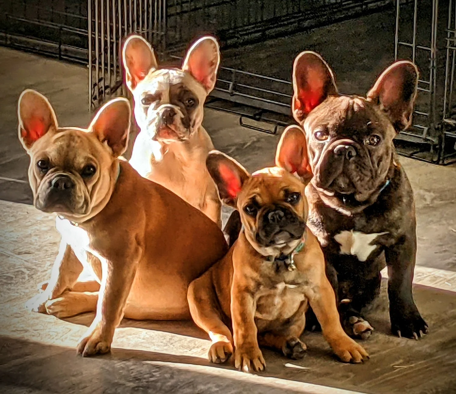 Are French Bulldogs Dwarf Dog Bred