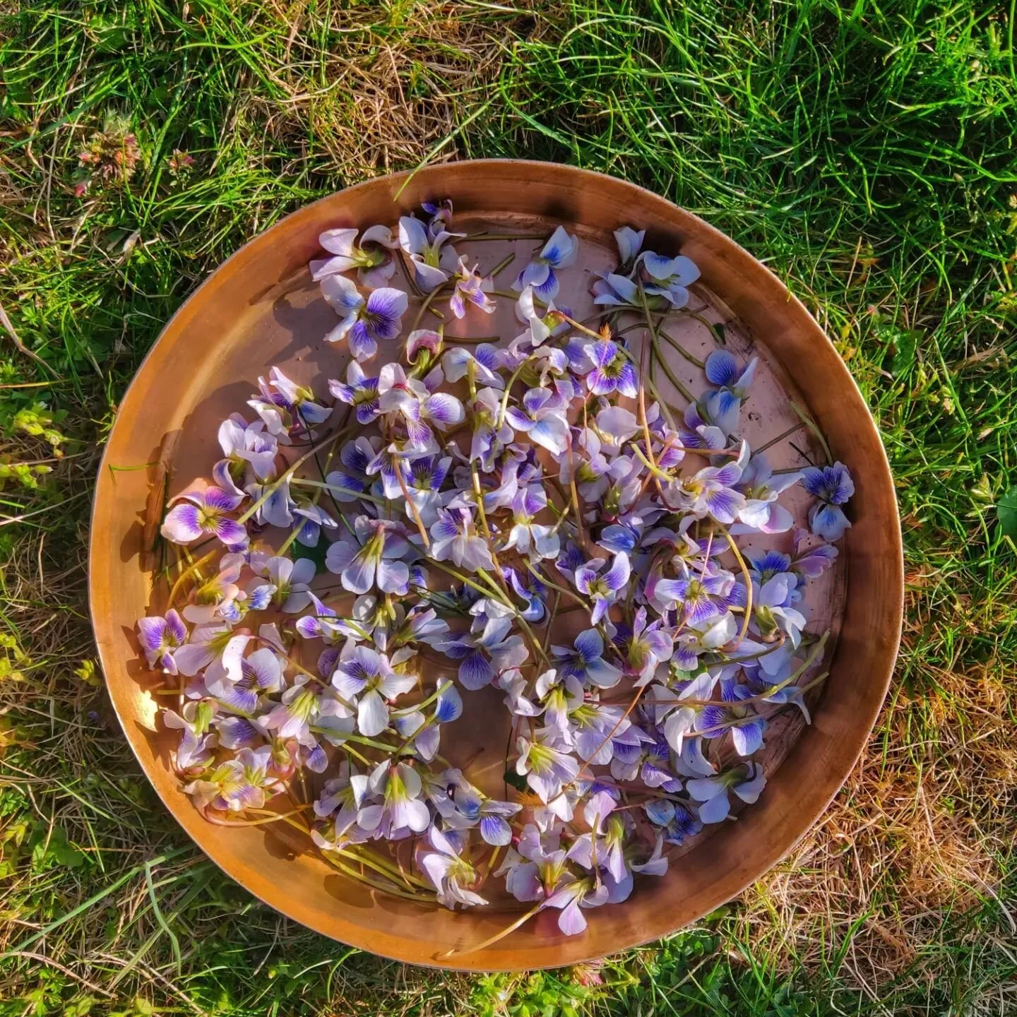 Vaatalya Community Retreat | Dream, Connect, Learn & Inspire