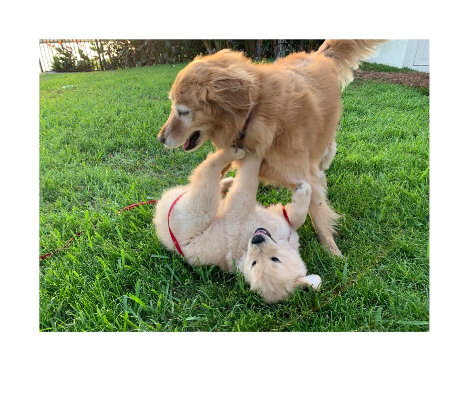 Mosquito Assassin pest control general pest control about the company ...