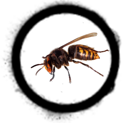 Mosquito Assassin Pest Control LLC