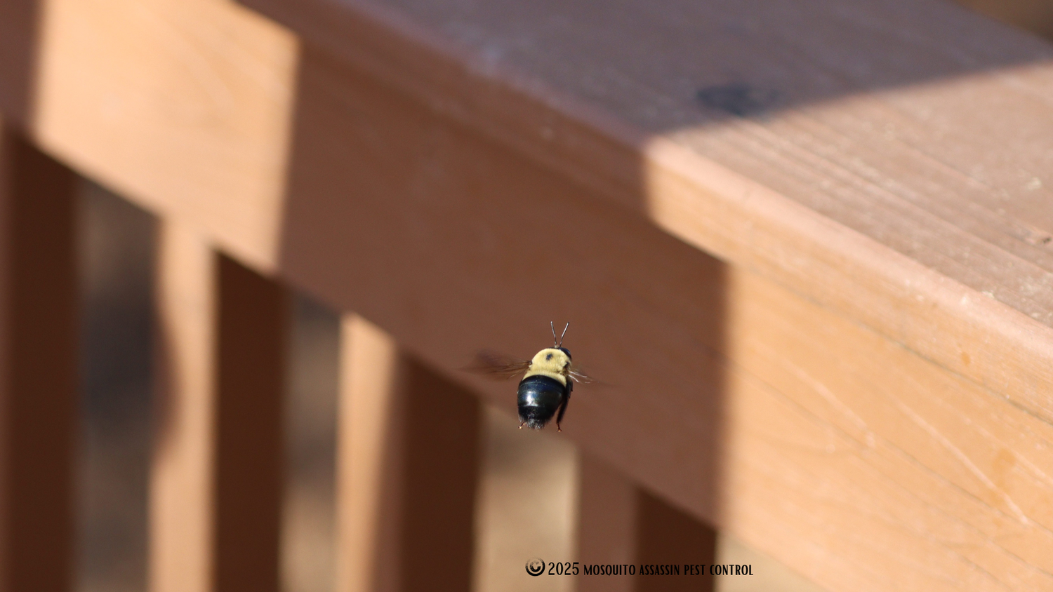Carpenter Bee Control Services in Erie, Crawford, and Ashtabula ...