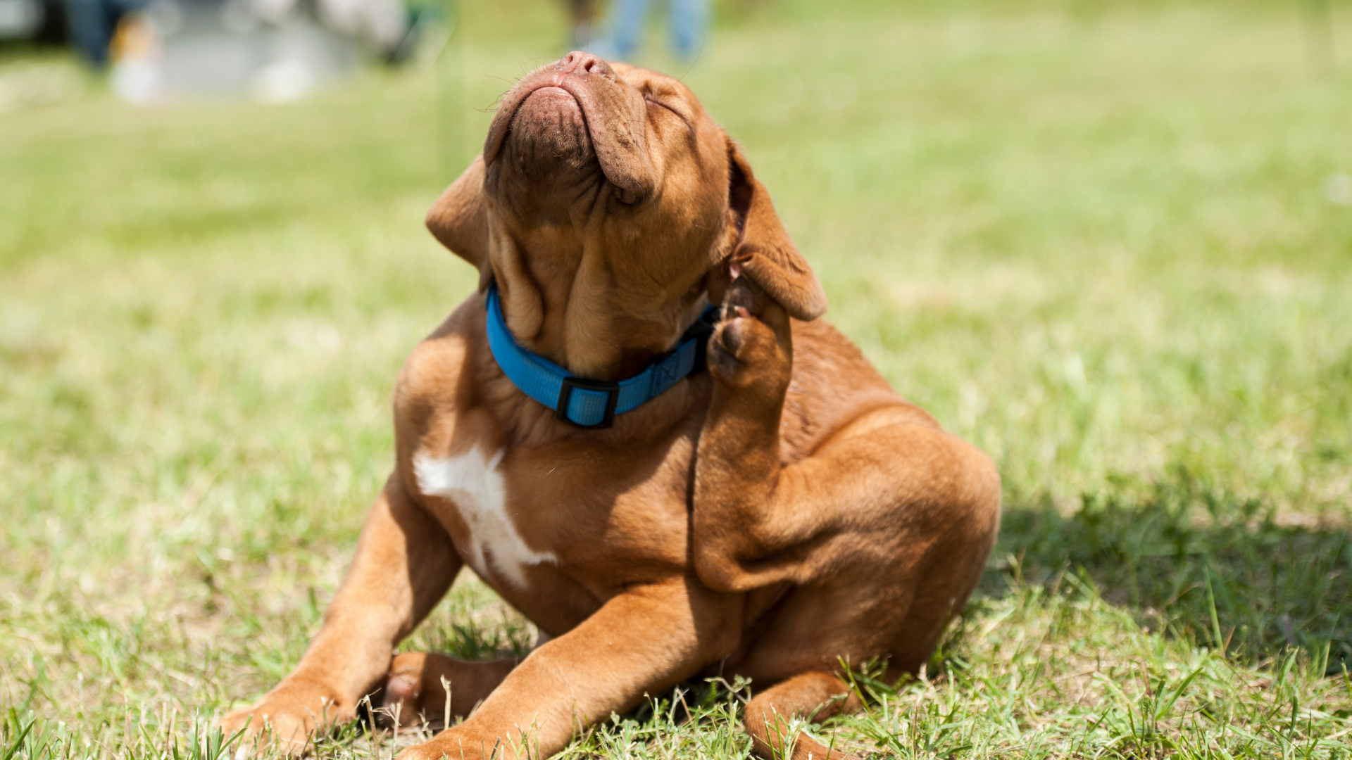 Reliable Flea Control Services in Erie, Crawford, and Ashtabula ...