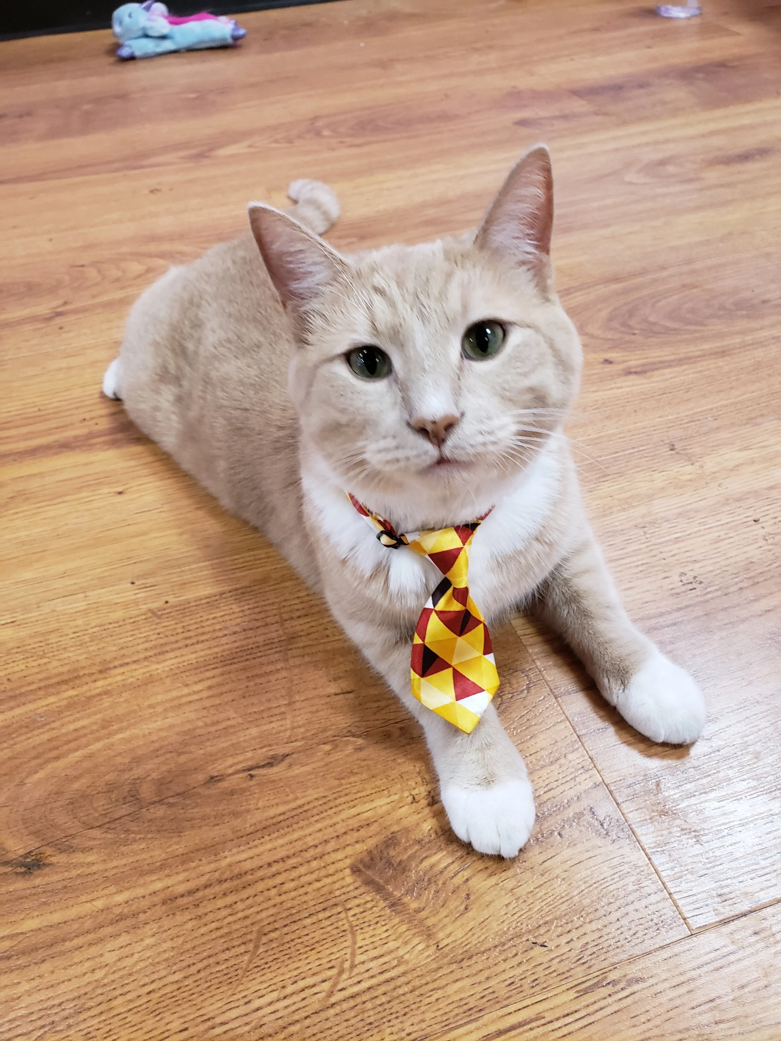 Meet The Kitties — The Pawsitive Cafe